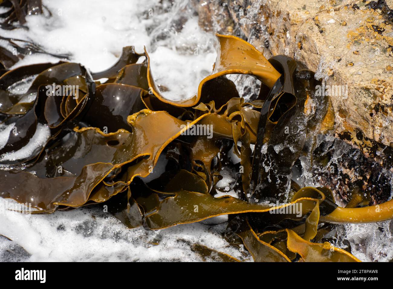seaweed growing on the rocks in the ocean in australia in the waves ...