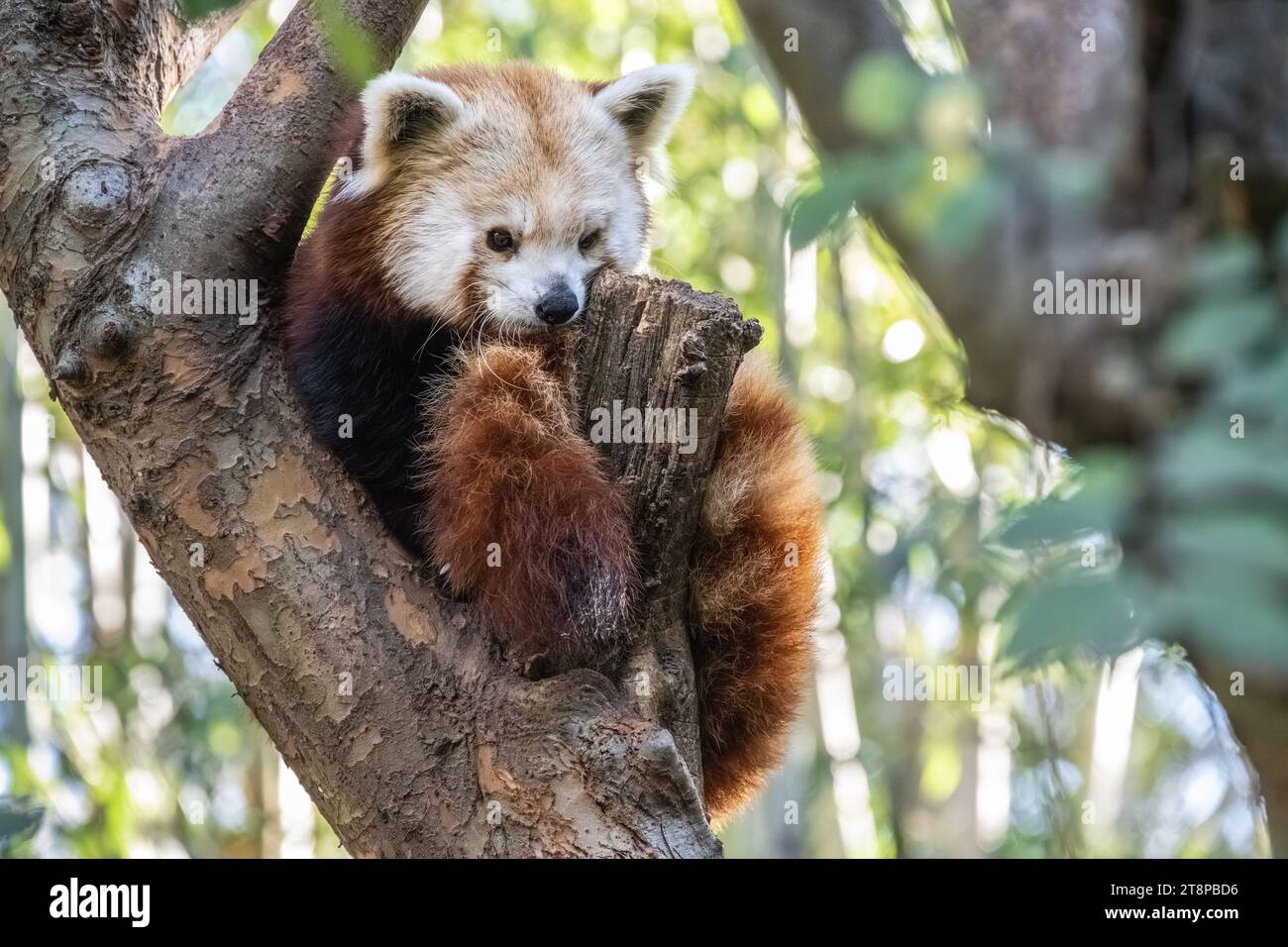Red panda (Ailurus fulgens refulgens) up in a tree at Zoo Atlanta near ...