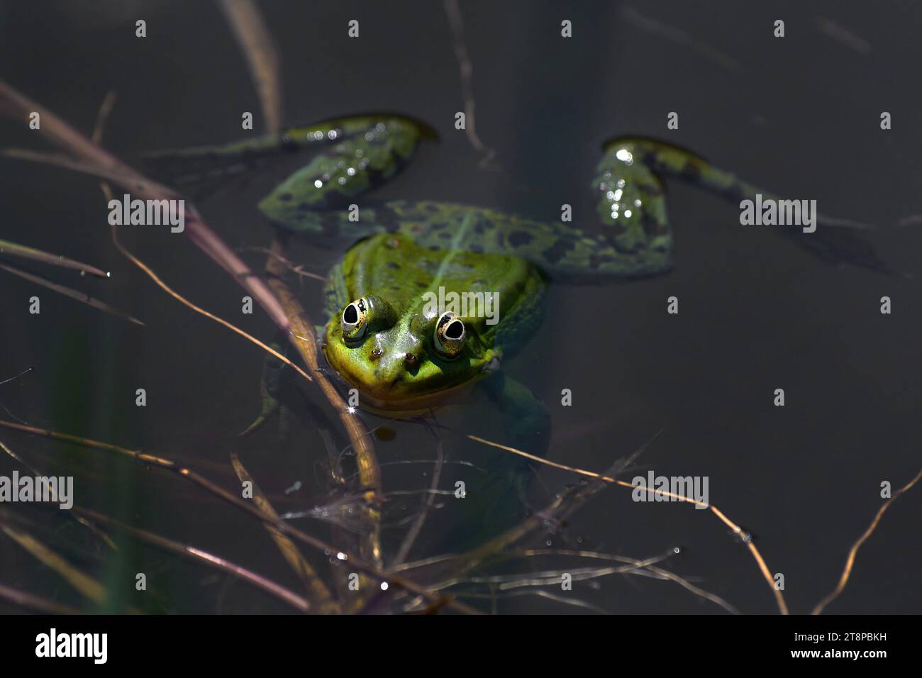 frog in the pond Stock Photo - Alamy