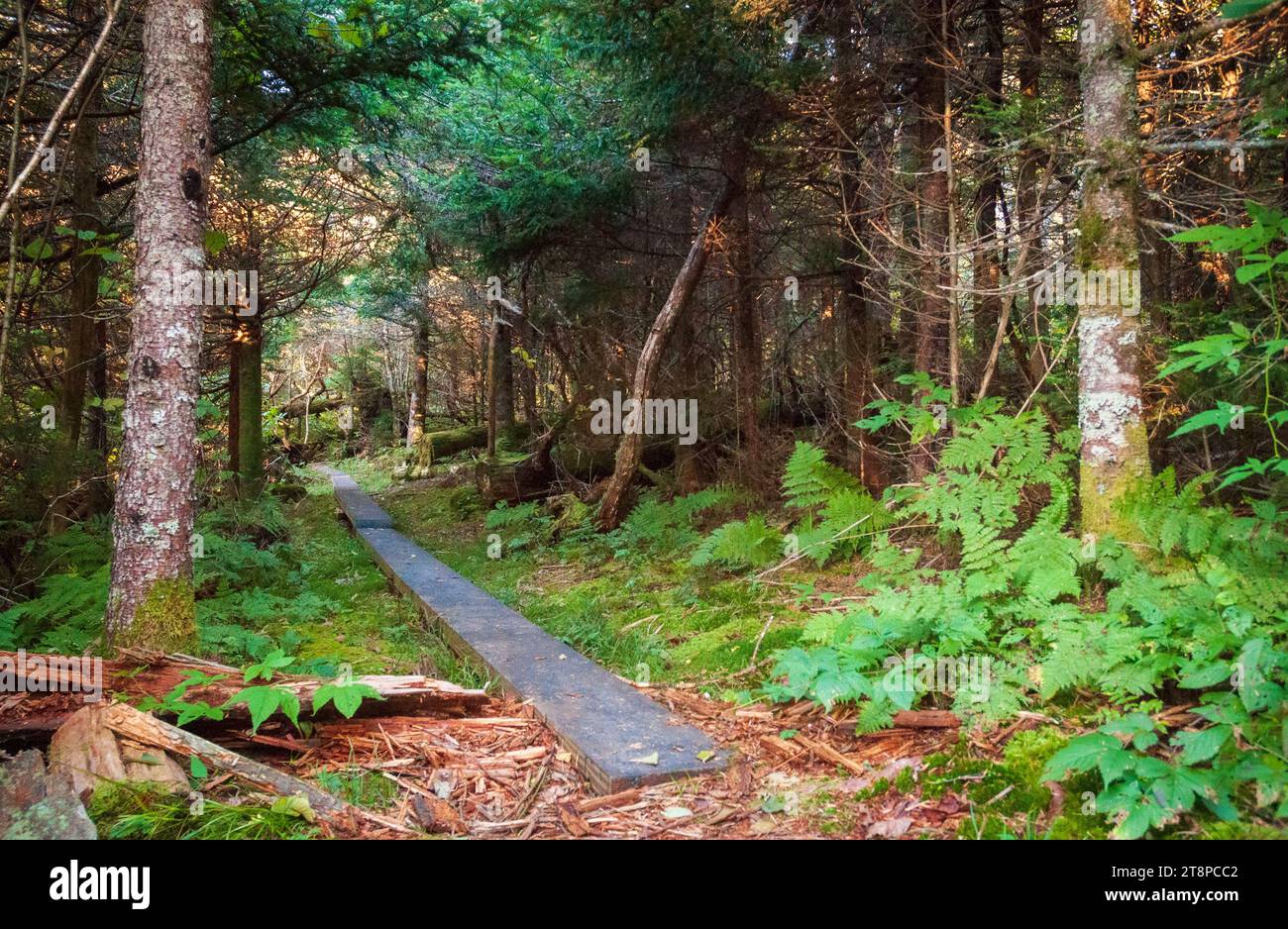 Hiking Trail in the Great Smoky Mountains National Park, North Carolina ...