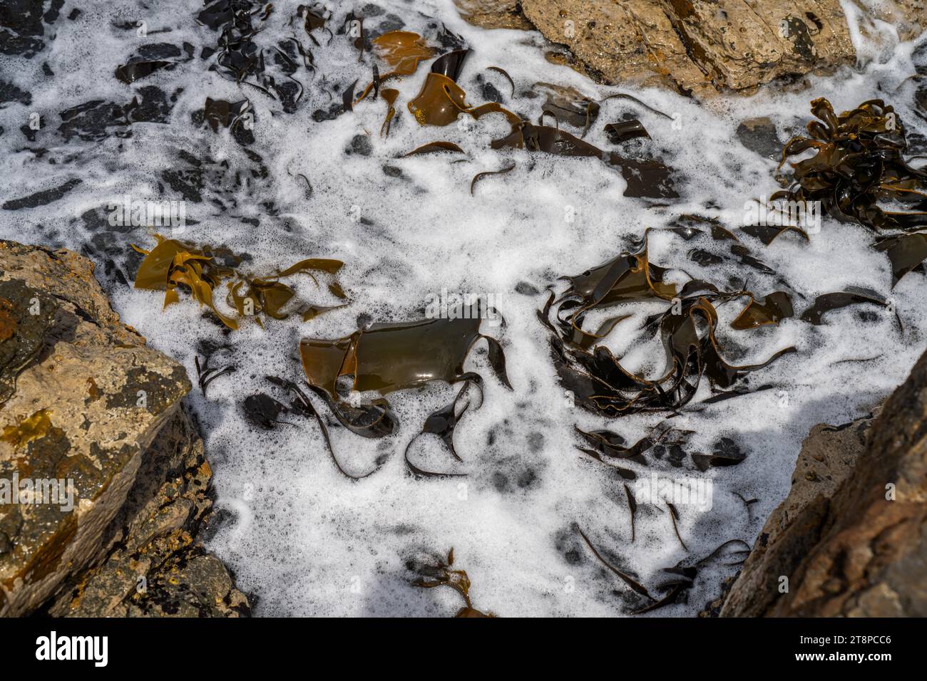 Bull kelp seaweed growing on rocks. Edible sea weed ready to harvest in ...