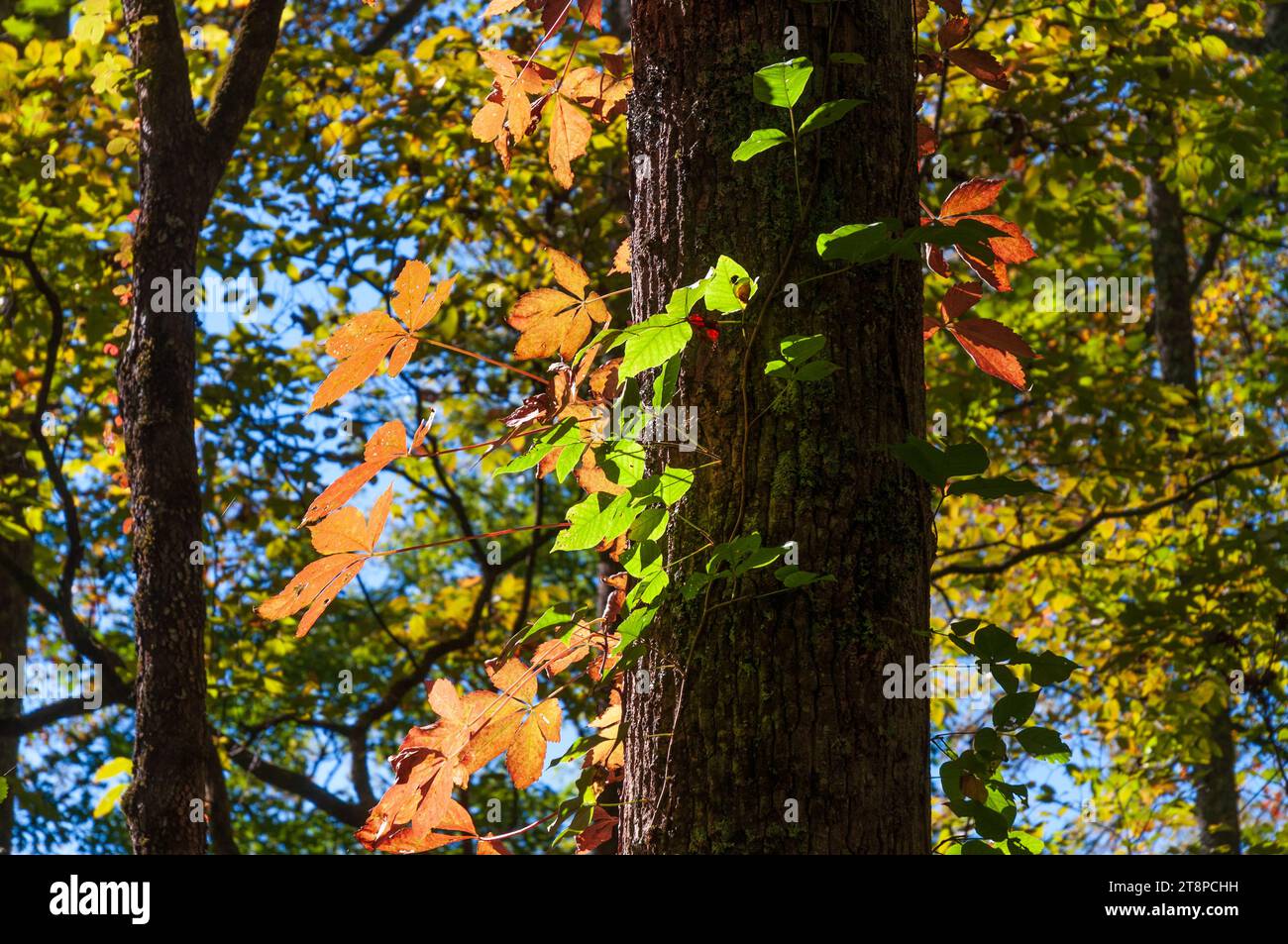 Trees of the Great Smoky Mountains in North Carolina Stock Photo - Alamy