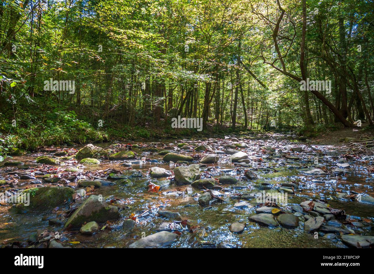 Mountain stream, Great Smoky Mountains National Park, North Carolina ...