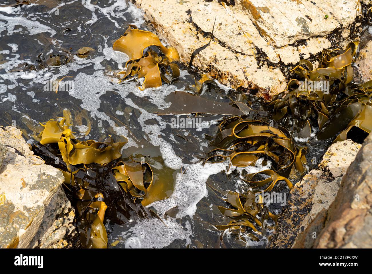 Bull kelp seaweed growing on rocks. Edible sea weed ready to harvest in ...