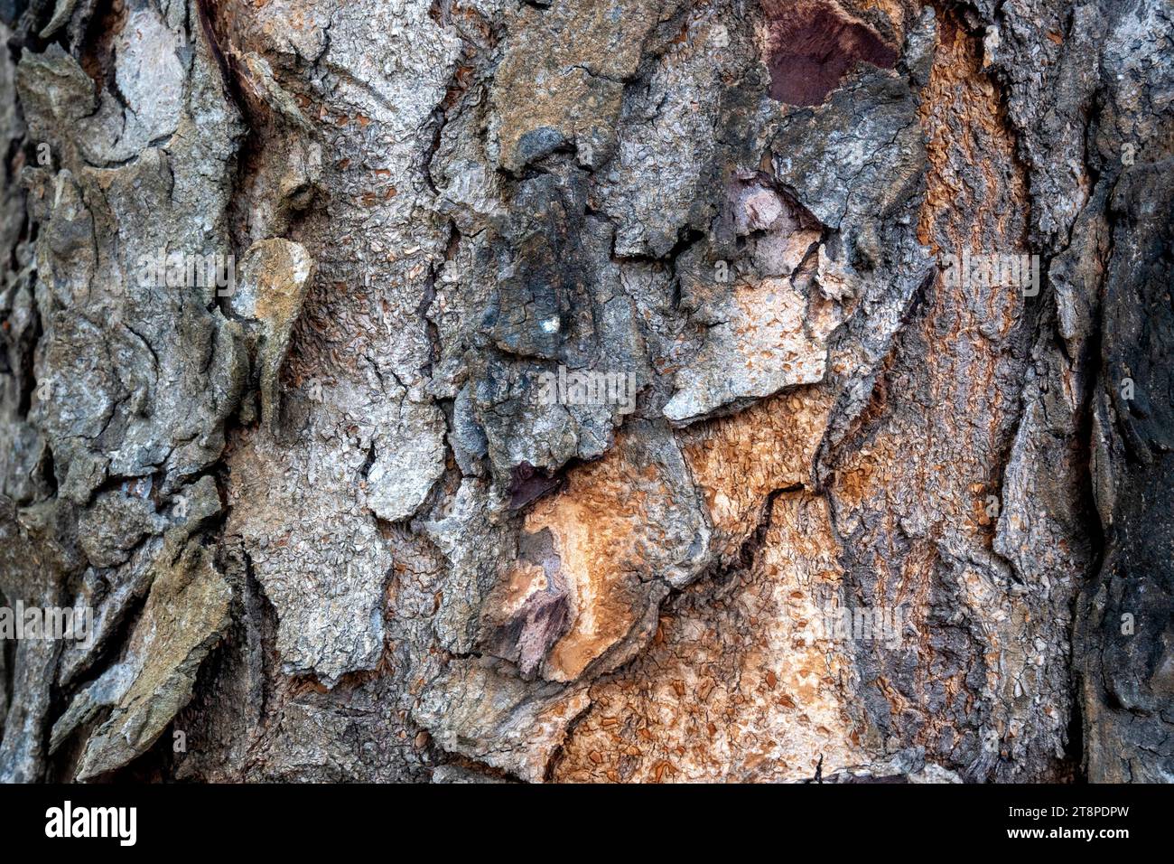 Closeup view of wooden tree trunk for texture background Stock Photo ...