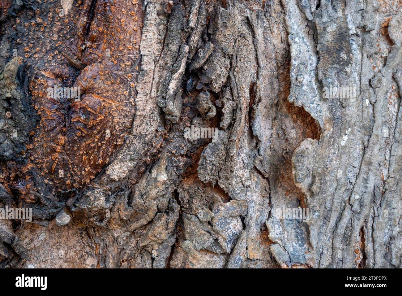 Closeup view of wooden tree trunk for texture background Stock Photo ...