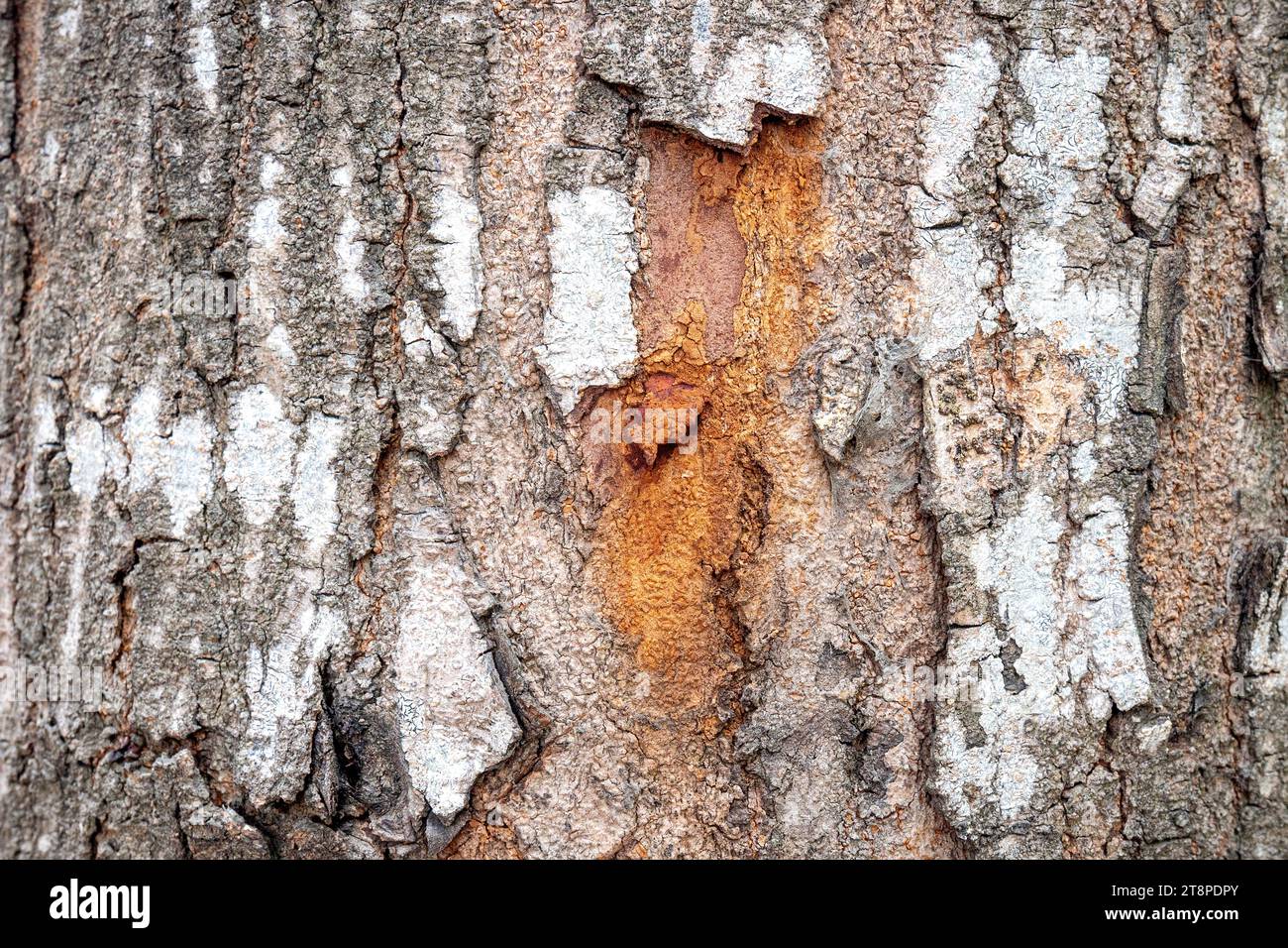 Closeup view of wooden tree trunk for texture background Stock Photo ...