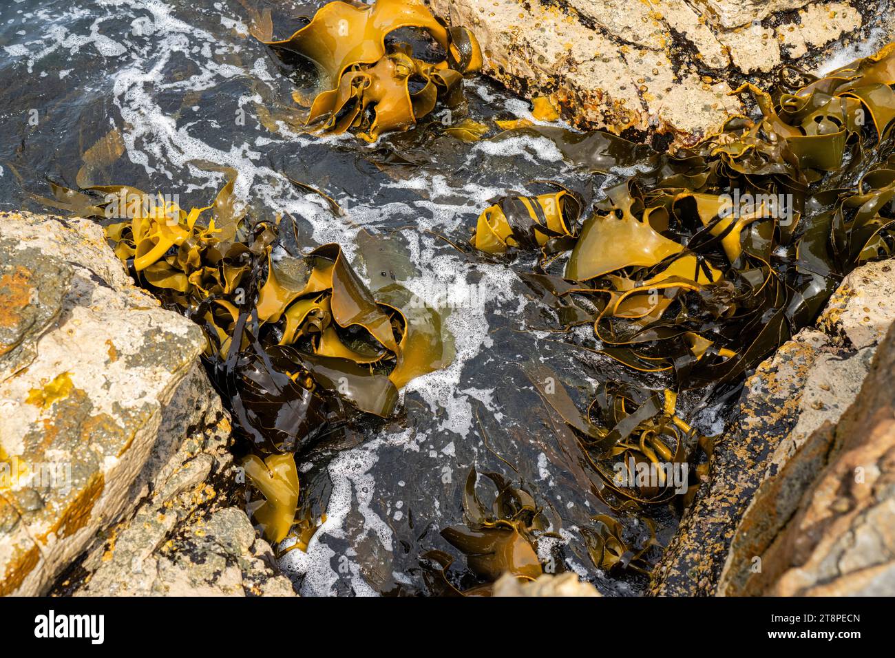 Bull kelp seaweed growing on rocks. Edible sea weed ready to harvest in ...