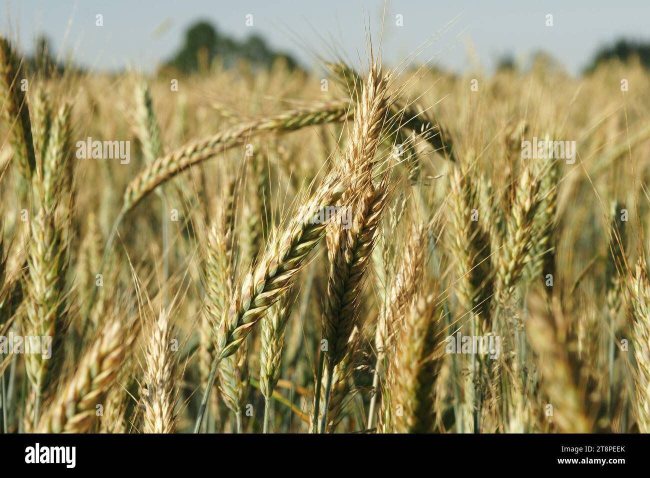 grain of ryes Stock Photo - Alamy