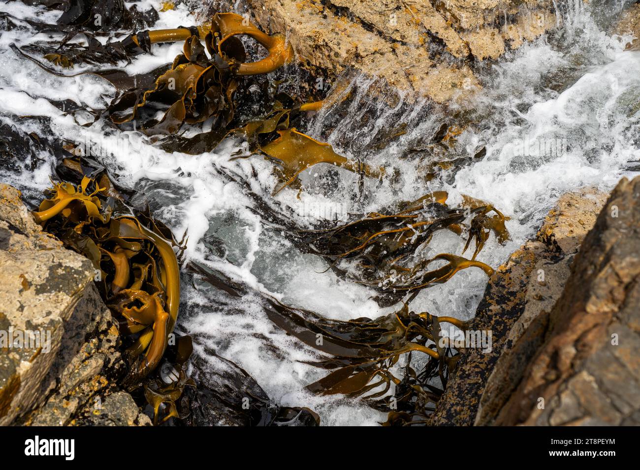Bull kelp seaweed growing on rocks. Edible sea weed ready to harvest in ...