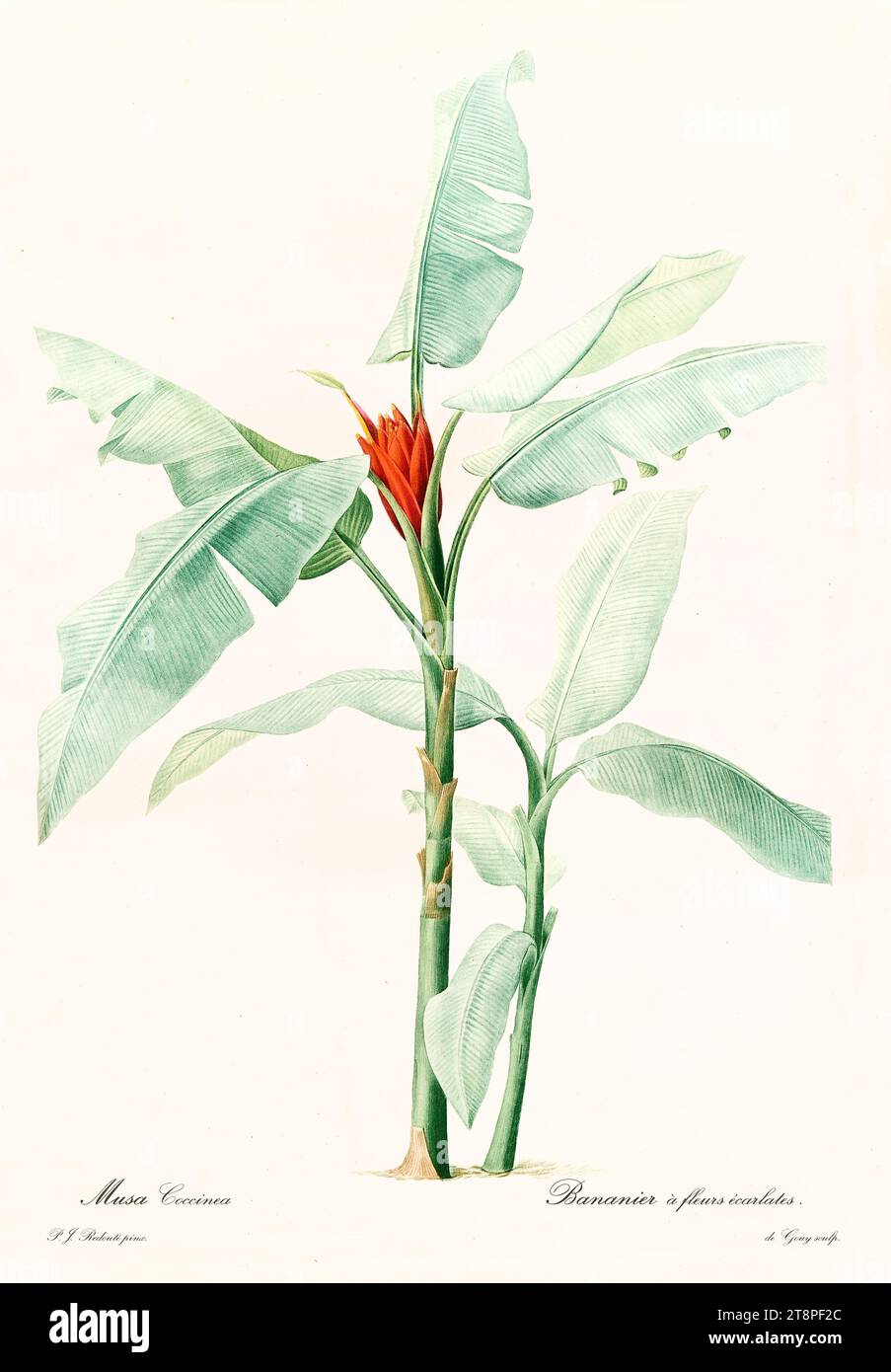 Scarlet banana painting hi-res stock photography and images - Alamy