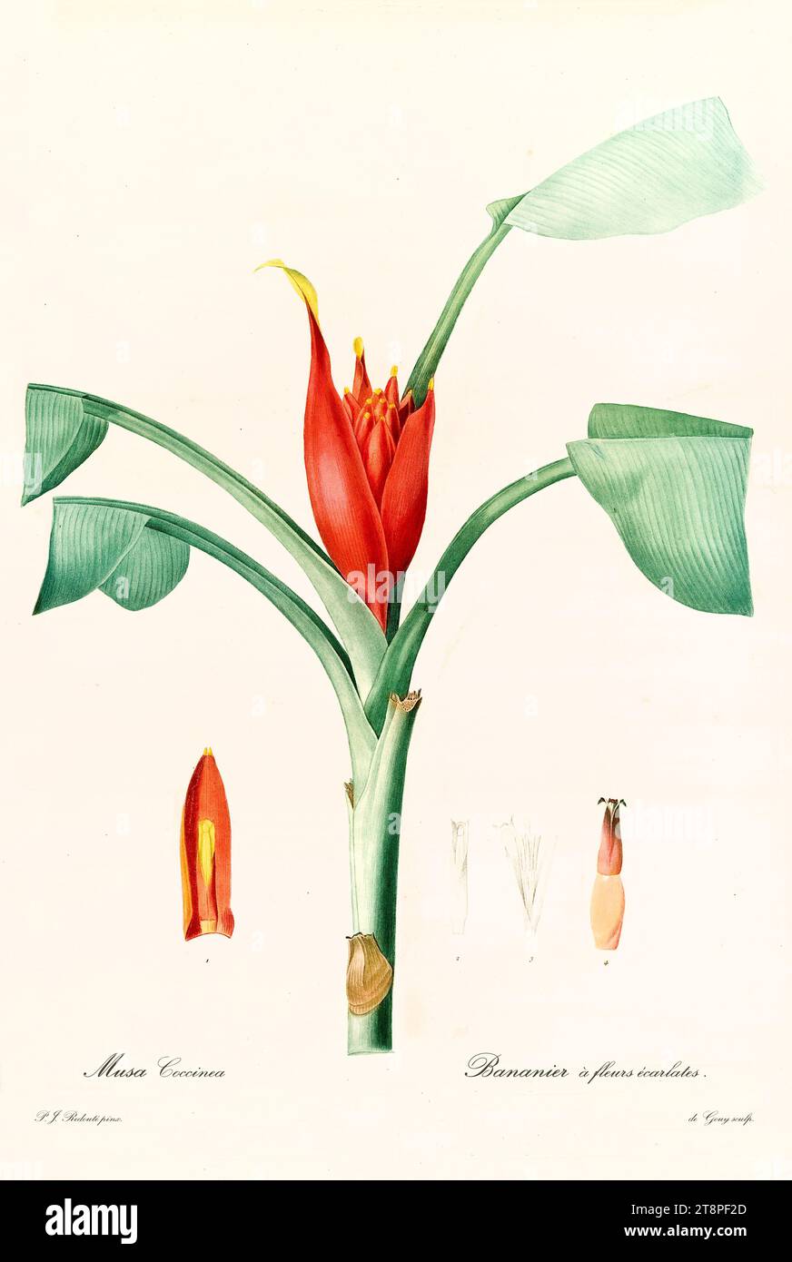 Old illustration of Scarlet Banana (Musa coccinea). Les Liliacées, By P ...