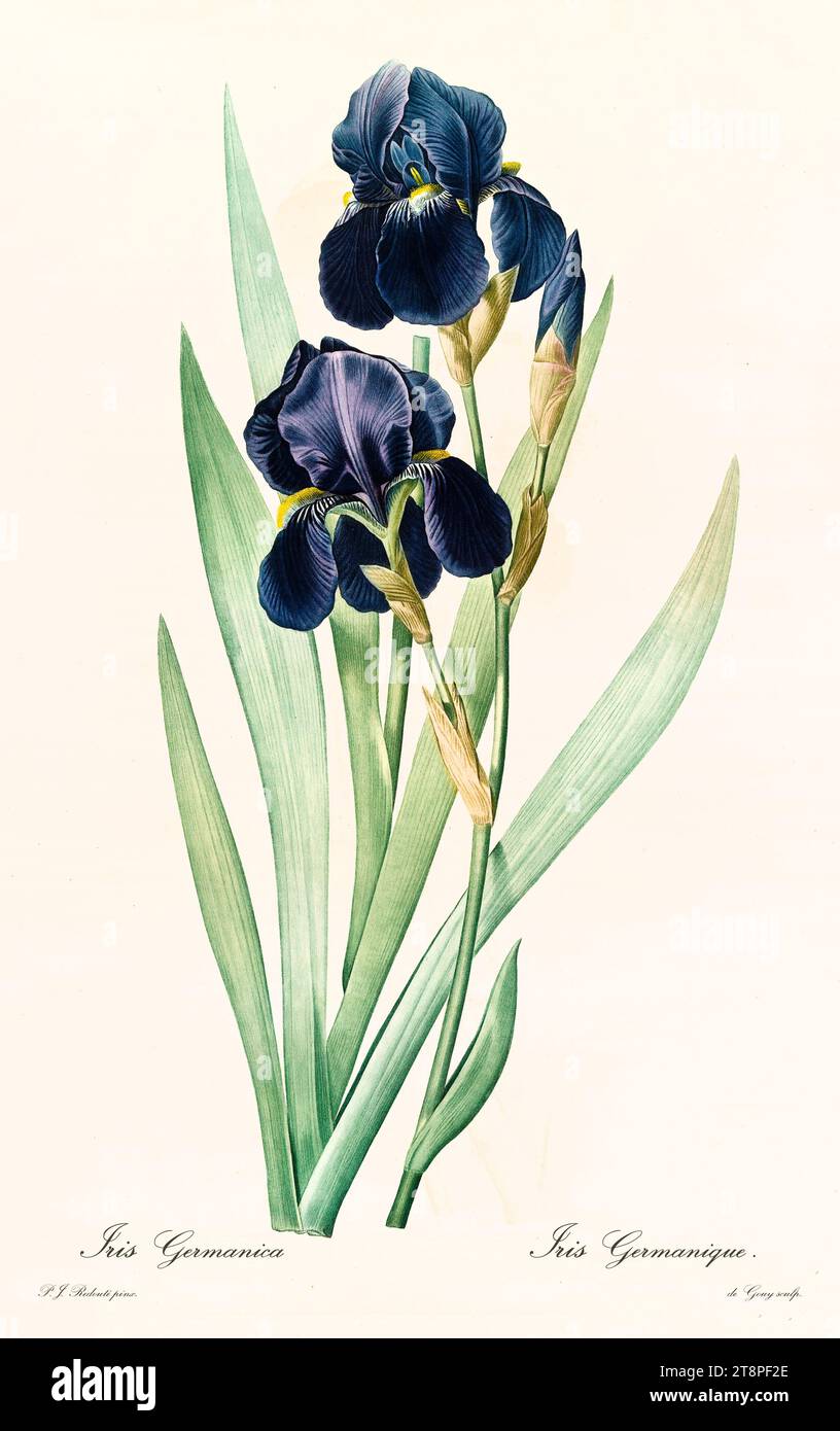 Old illustration of German Bearded Iris (Iris x germanica). Les ...