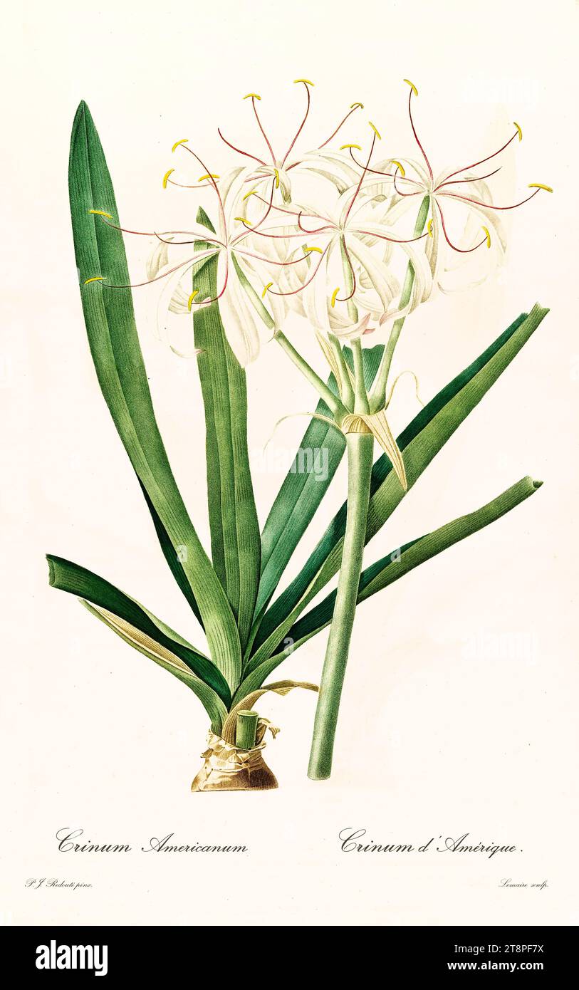 Florida swamp lily hi-res stock photography and images - Alamy