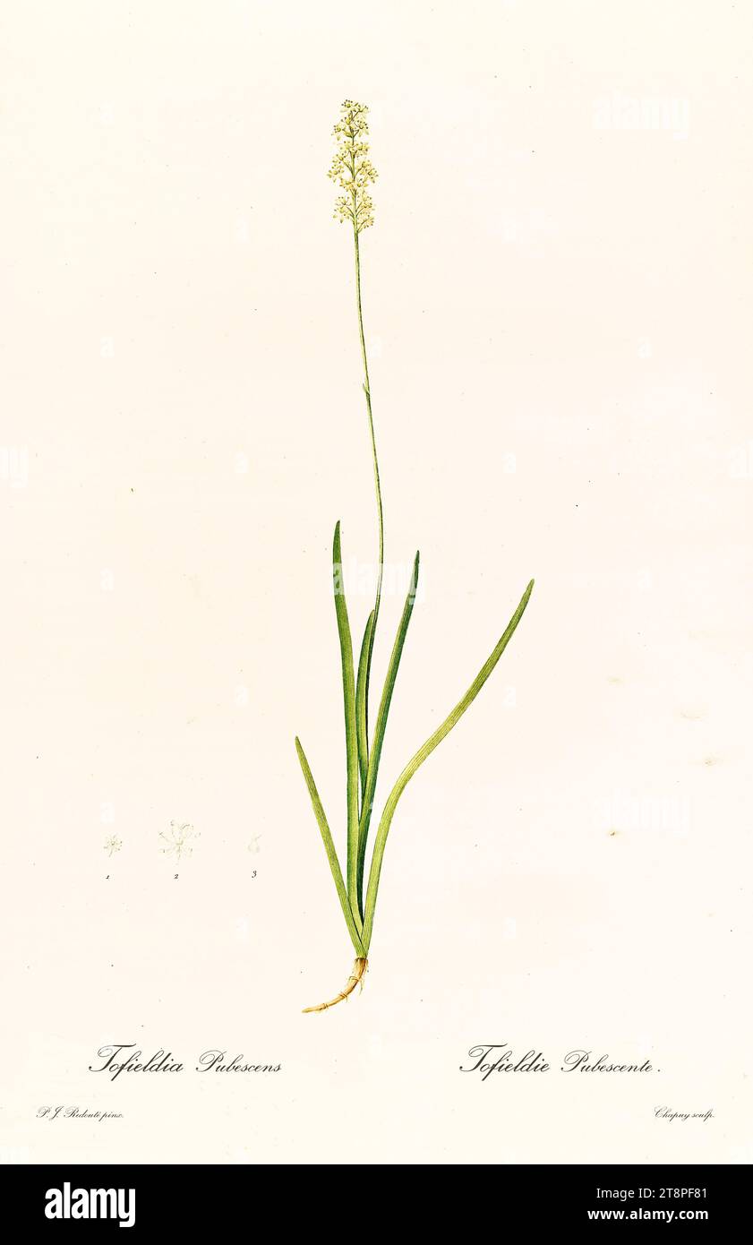 Bog asphodel illustration hi-res stock photography and images - Alamy