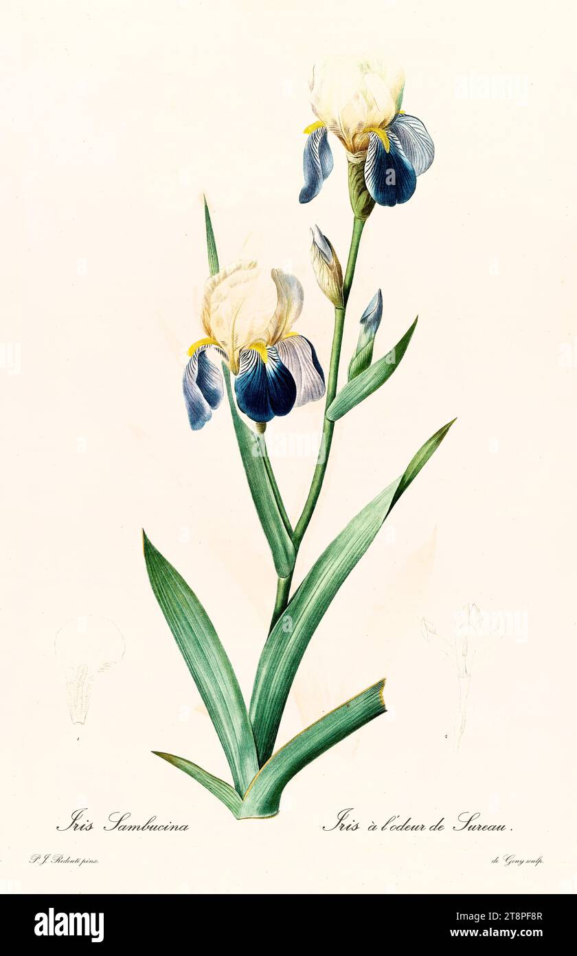 Old illustration of Iris sambucina. Les Liliacées, By P. J. Redouté ...