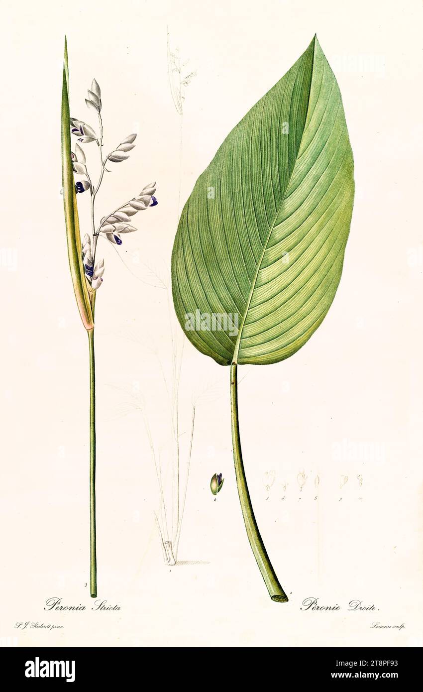 Thalia dealbata powdery alligator flag hi-res stock photography and ...