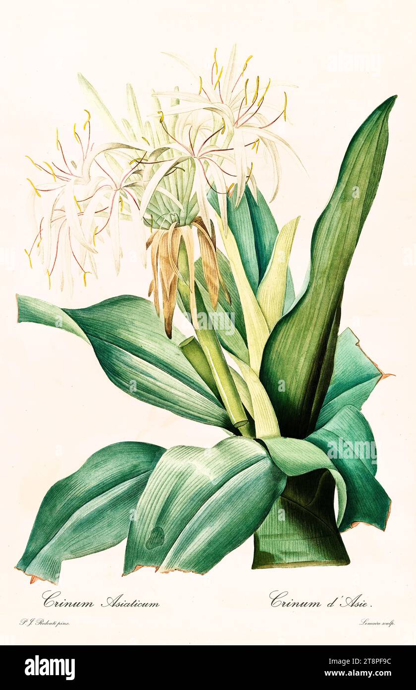 Old illustration of Poison Bulb (Crinum asiaticum). Les Liliacées, By P ...