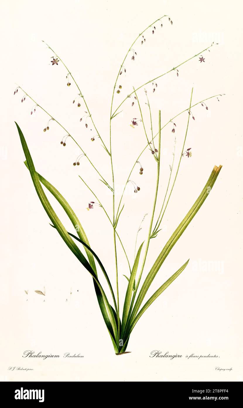 Arthropodium milleflorum hi-res stock photography and images - Alamy