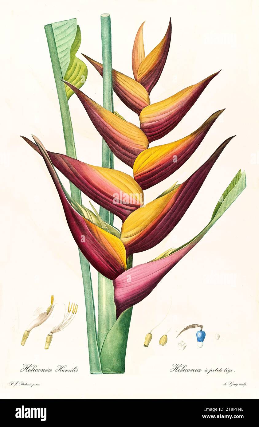 Old illustration of Parrot's Beak flower (Heliconia psittacorum). Les ...