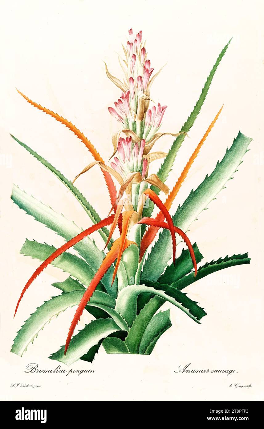 Old illustration of Pinuela (Bromelia pinguin). Les Liliacées, By P. J ...