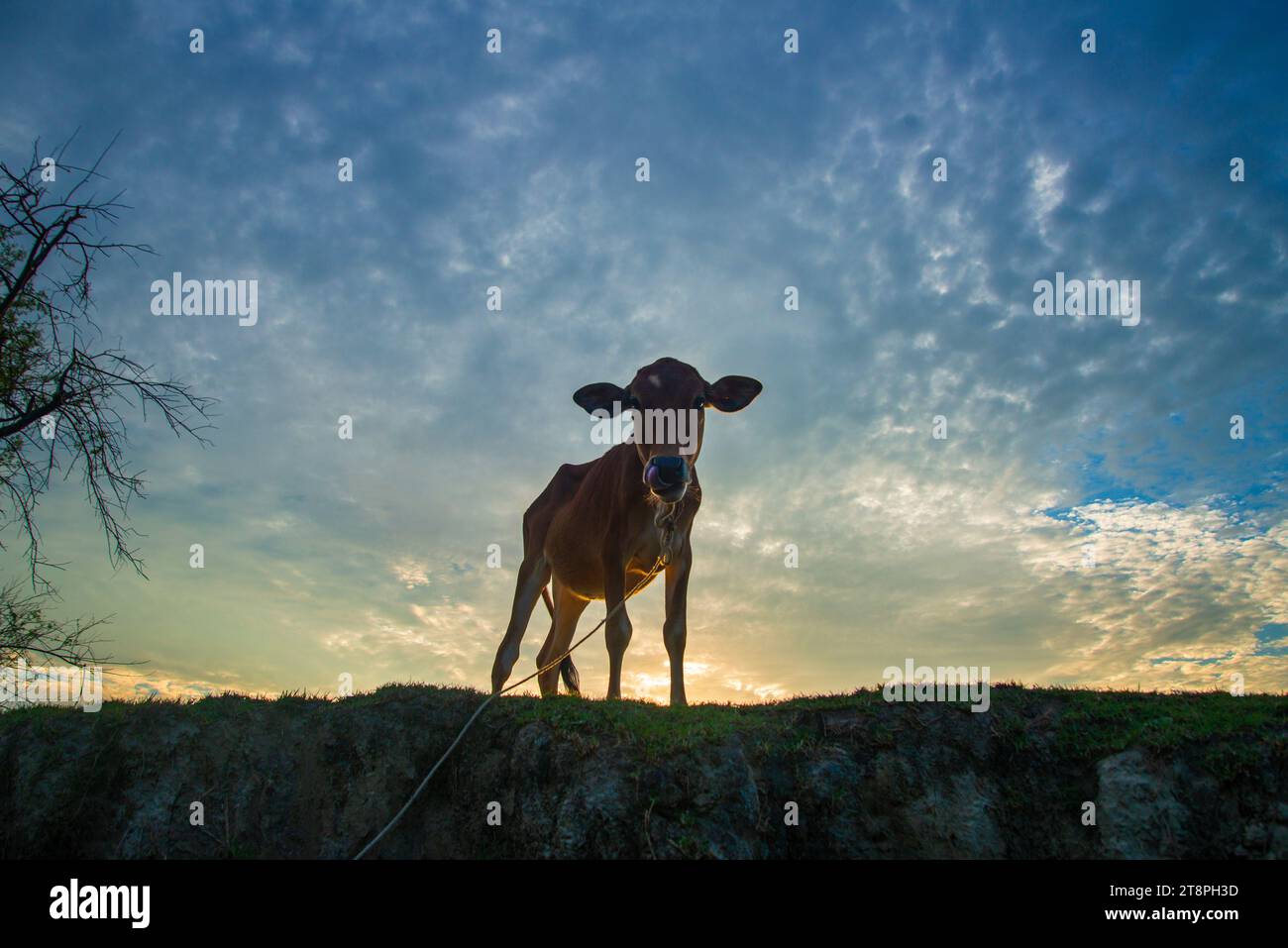 Bangladeshi cow hi-res stock photography and images - Alamy