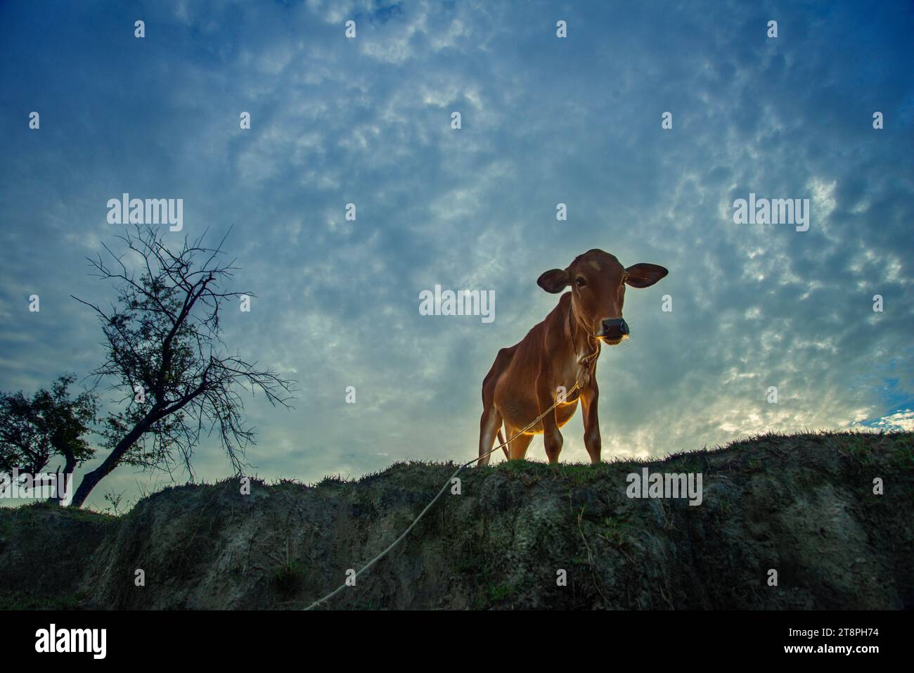 The Cow. Bangladesh. Khulna, Bangladesh Stock Photo - Alamy