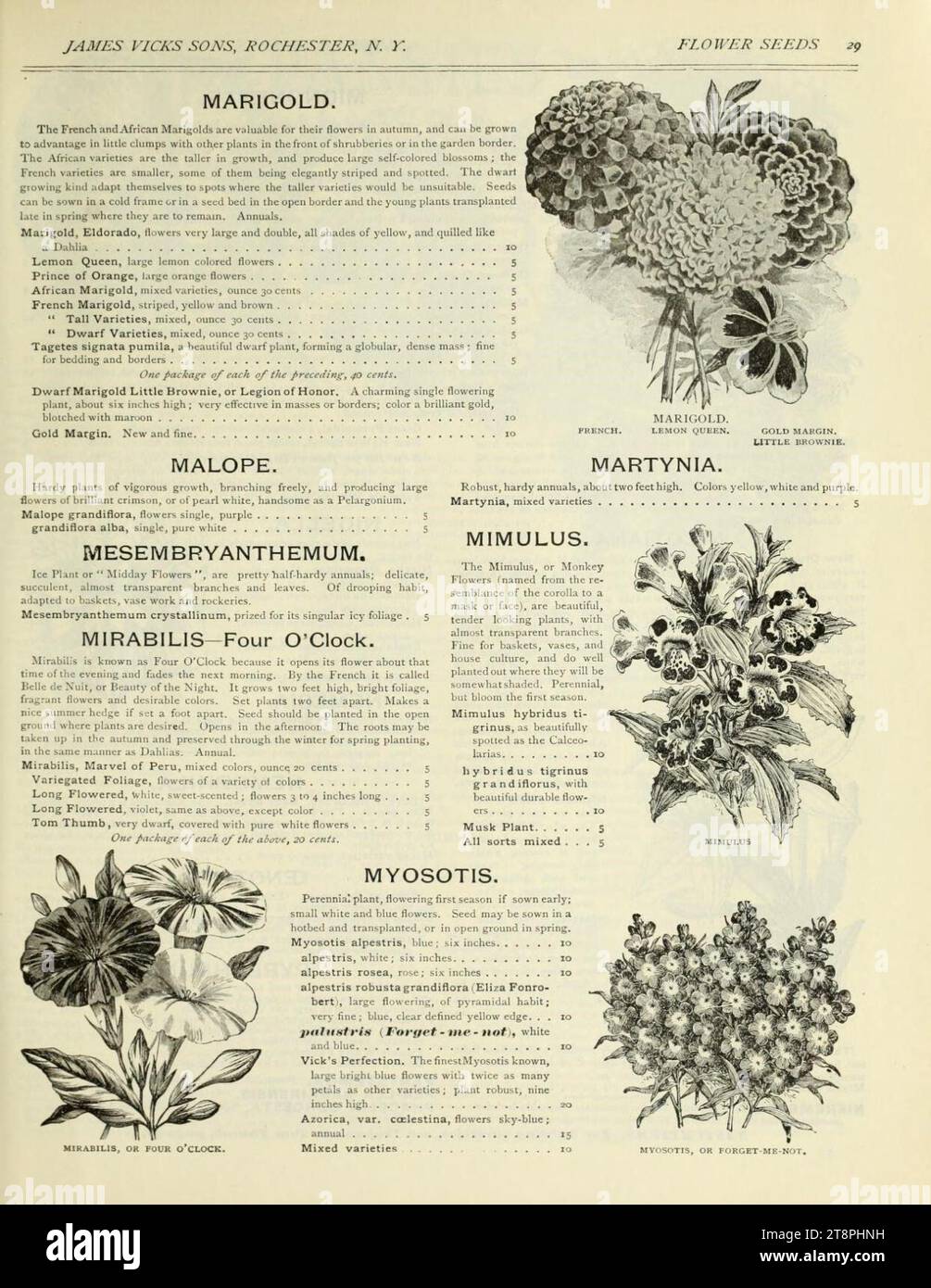 Vick's garden and floral guide (16562103412 Stock Photo - Alamy