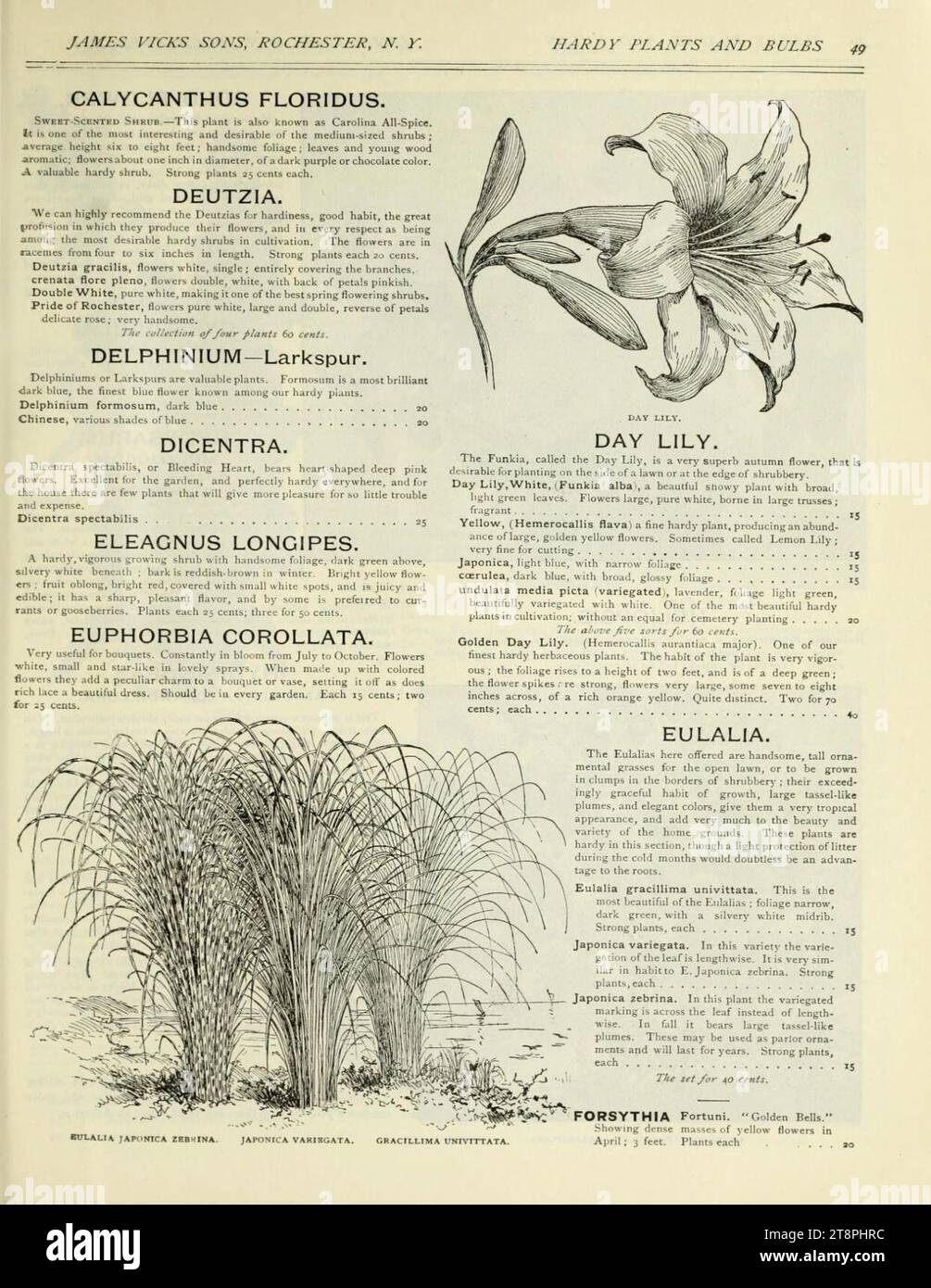 Vick's garden and floral guide (16377320537 Stock Photo - Alamy