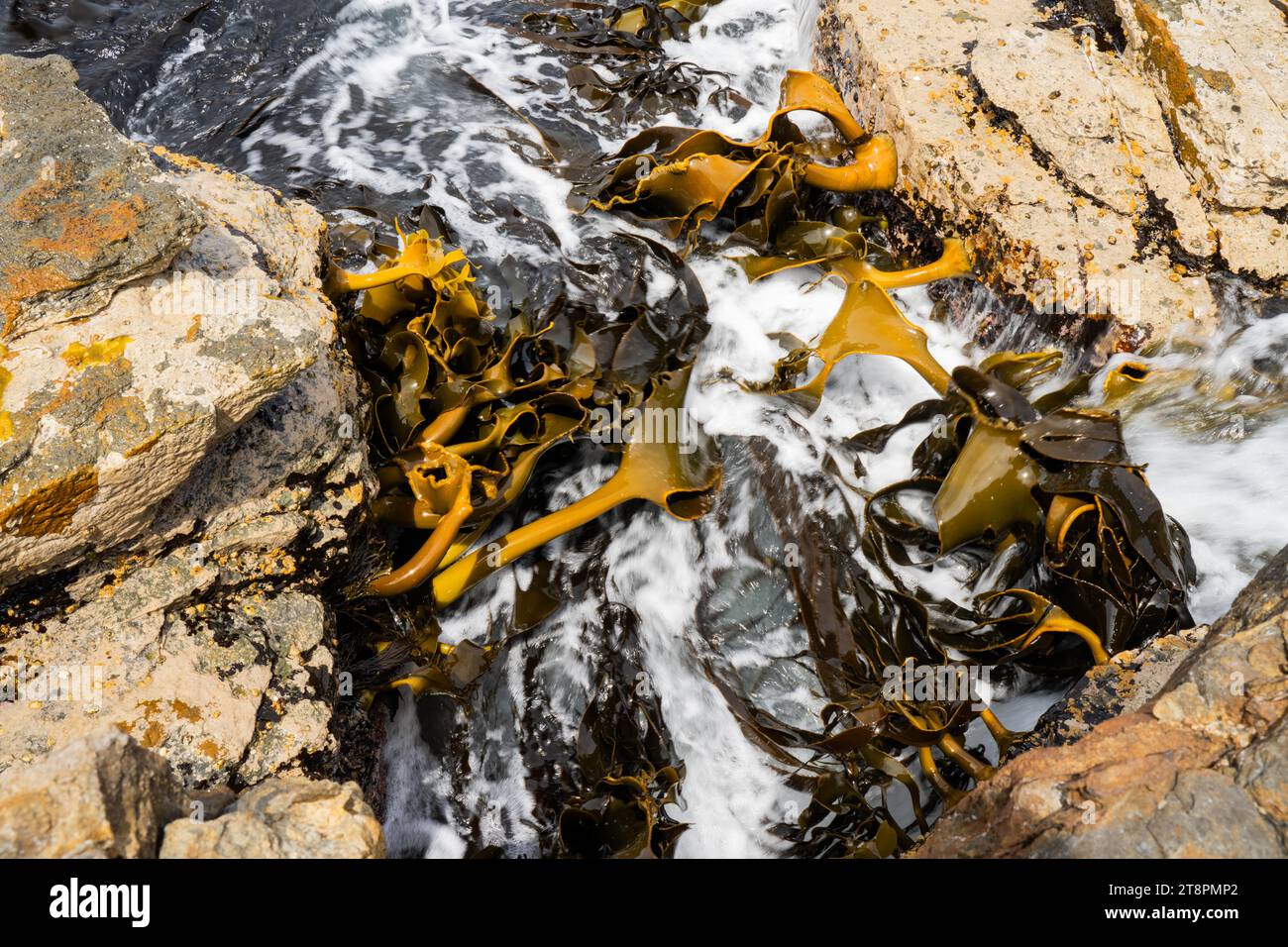 Bull kelp seaweed growing on rocks. Edible sea weed ready to harvest in ...
