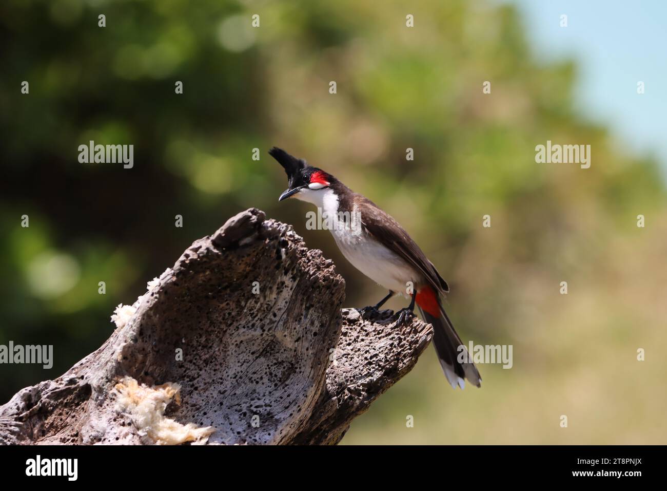 Red cheeked bulbul in Mauritius Stock Photo - Alamy