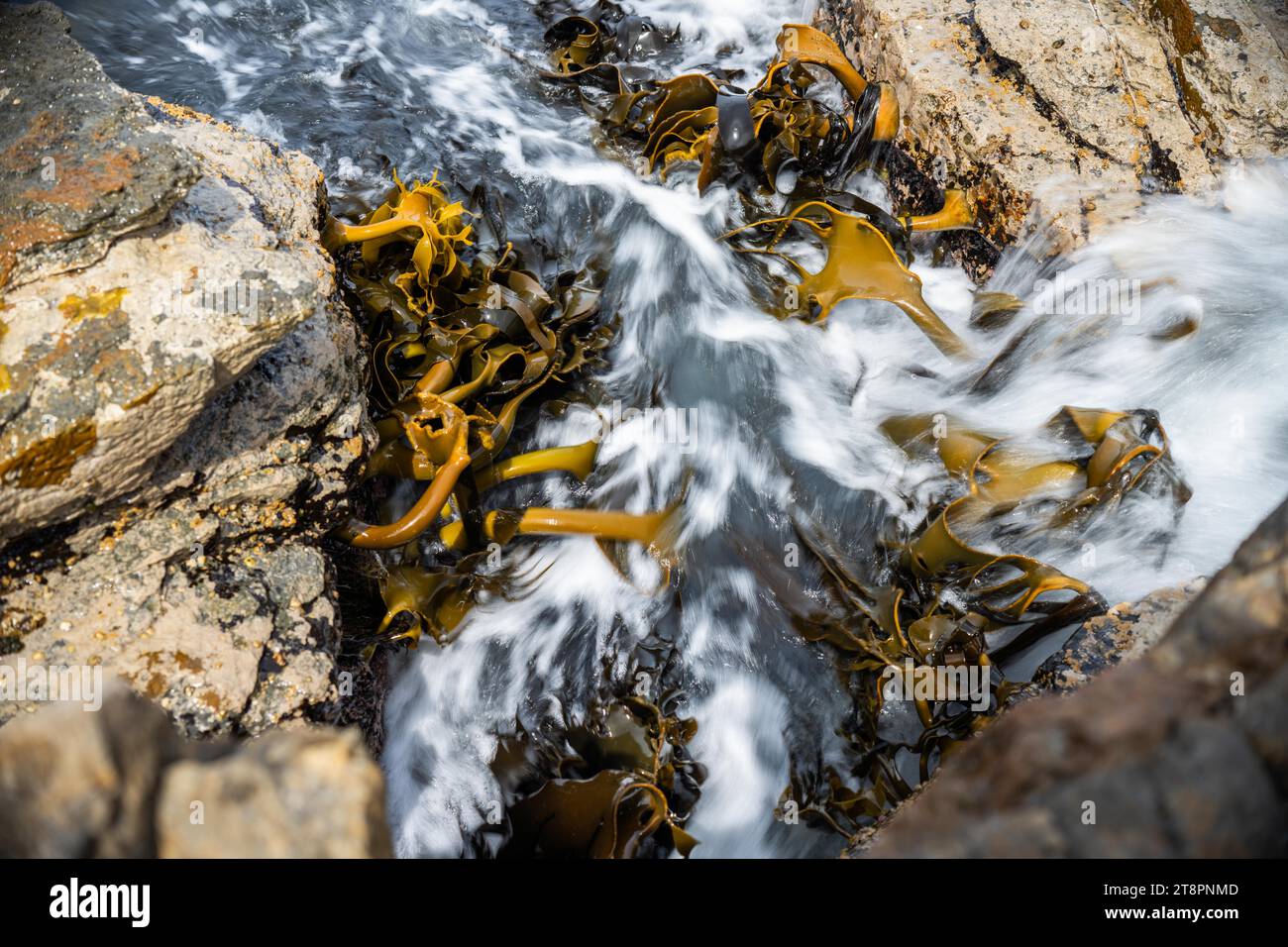 Bull kelp seaweed growing on rocks. Edible sea weed ready to harvest in ...