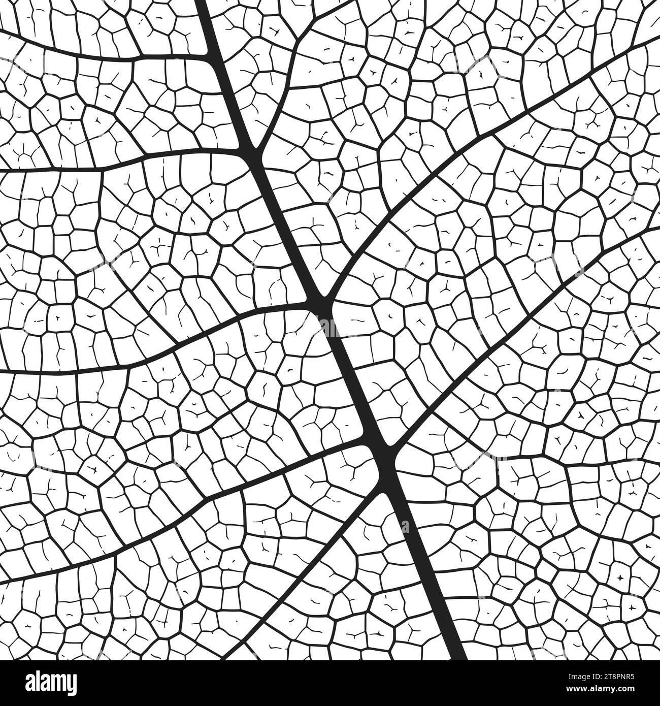 Leaf vein texture abstract background with close up plant leaf cells ...