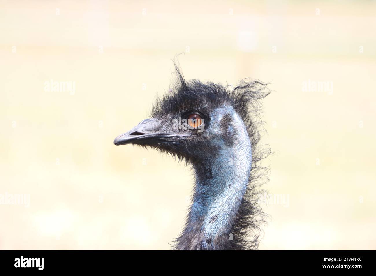 Close up emu face hi-res stock photography and images - Alamy