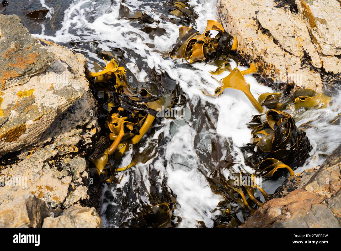 seaweed growing on the rocks in the ocean in australia in the waves ...