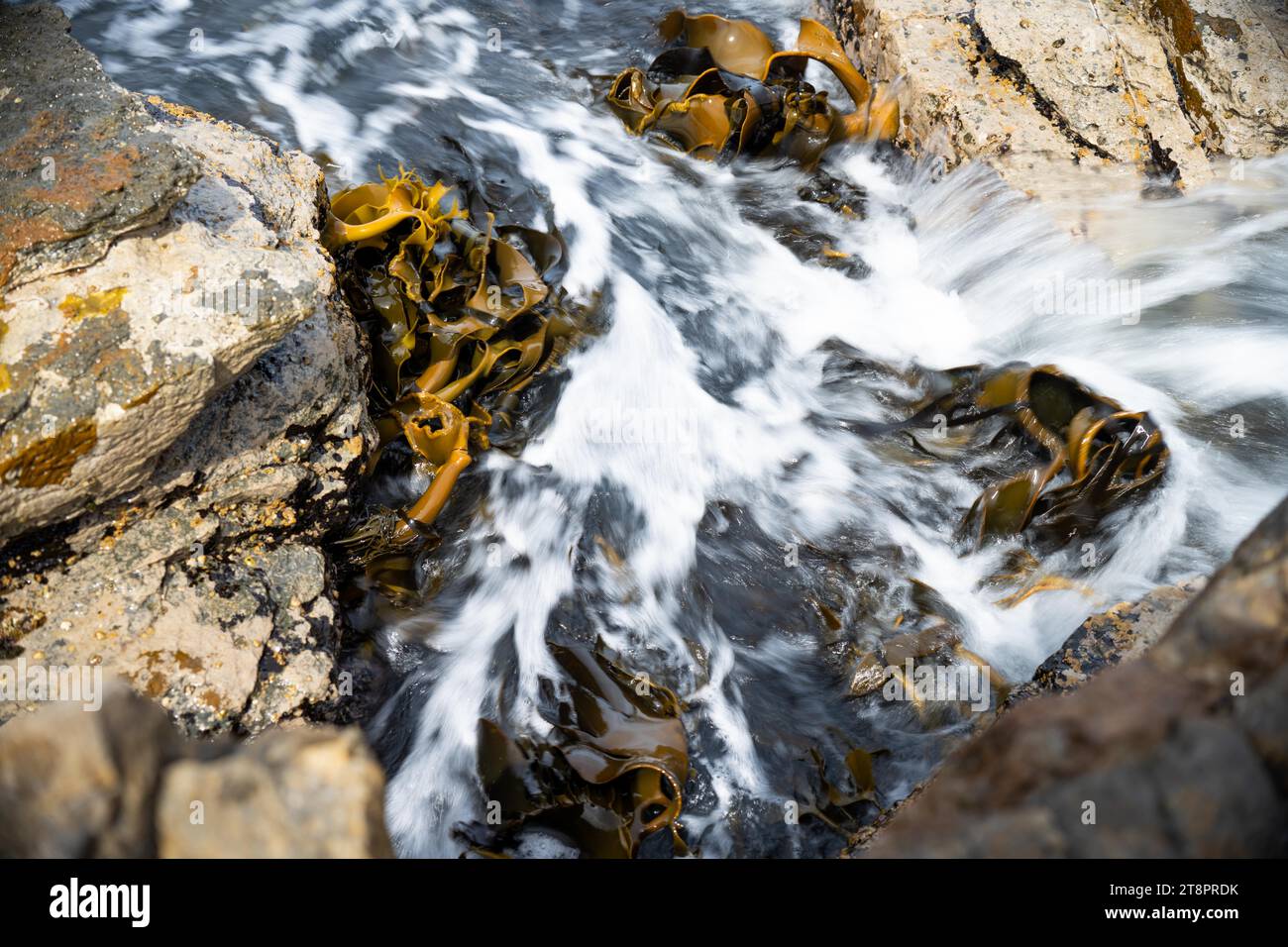 seaweed growing on the rocks in the ocean in australia in the waves ...