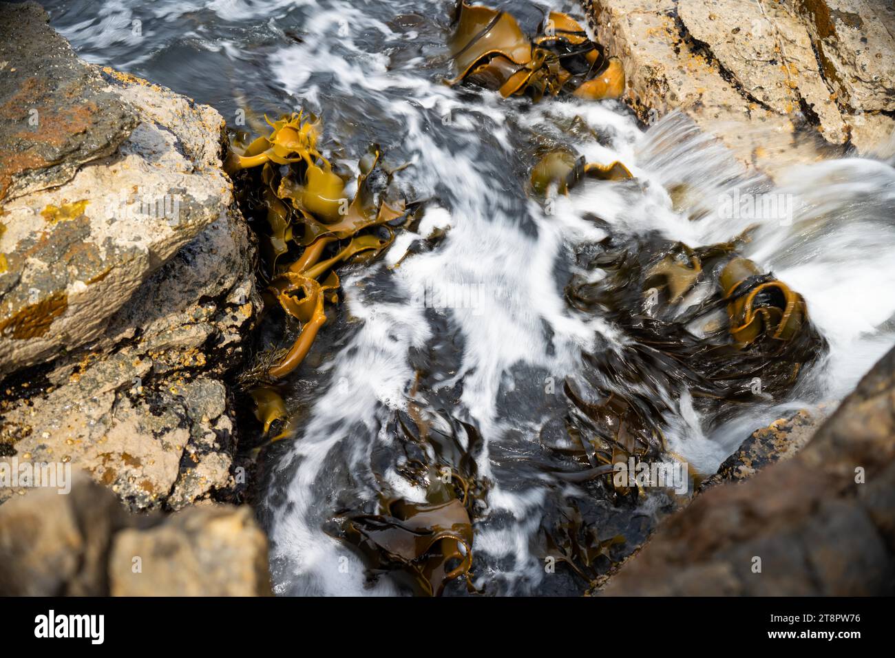 Bull kelp seaweed growing on rocks. Edible sea weed ready to harvest in ...