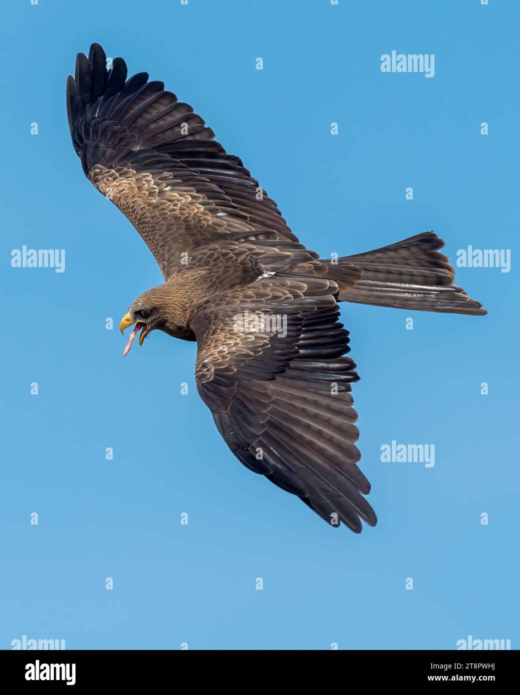 A black kite soaring through a blue sky with food in its beak Stock ...