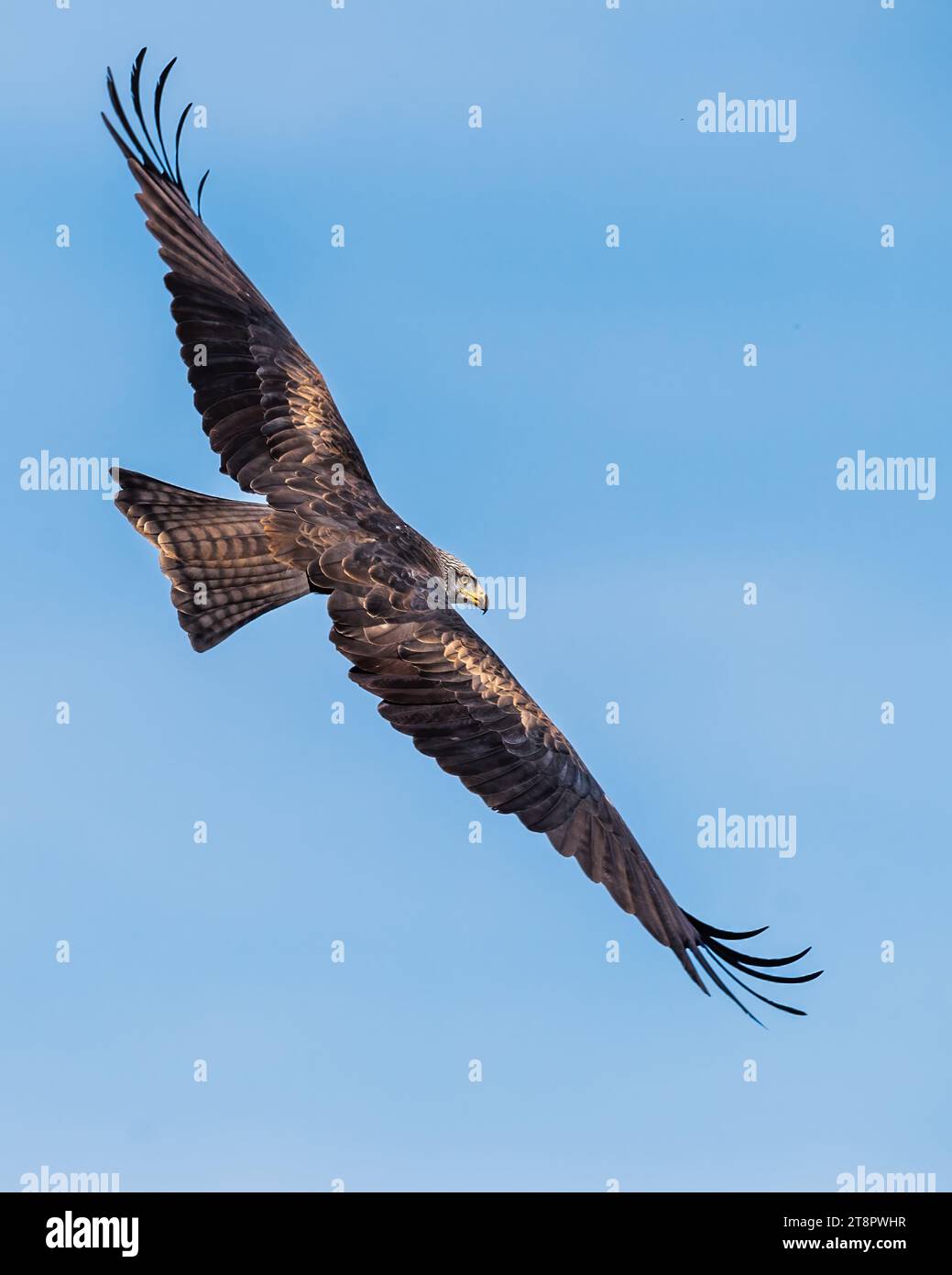 A black kite soaring through a bright blue sky, wings spread wide Stock ...