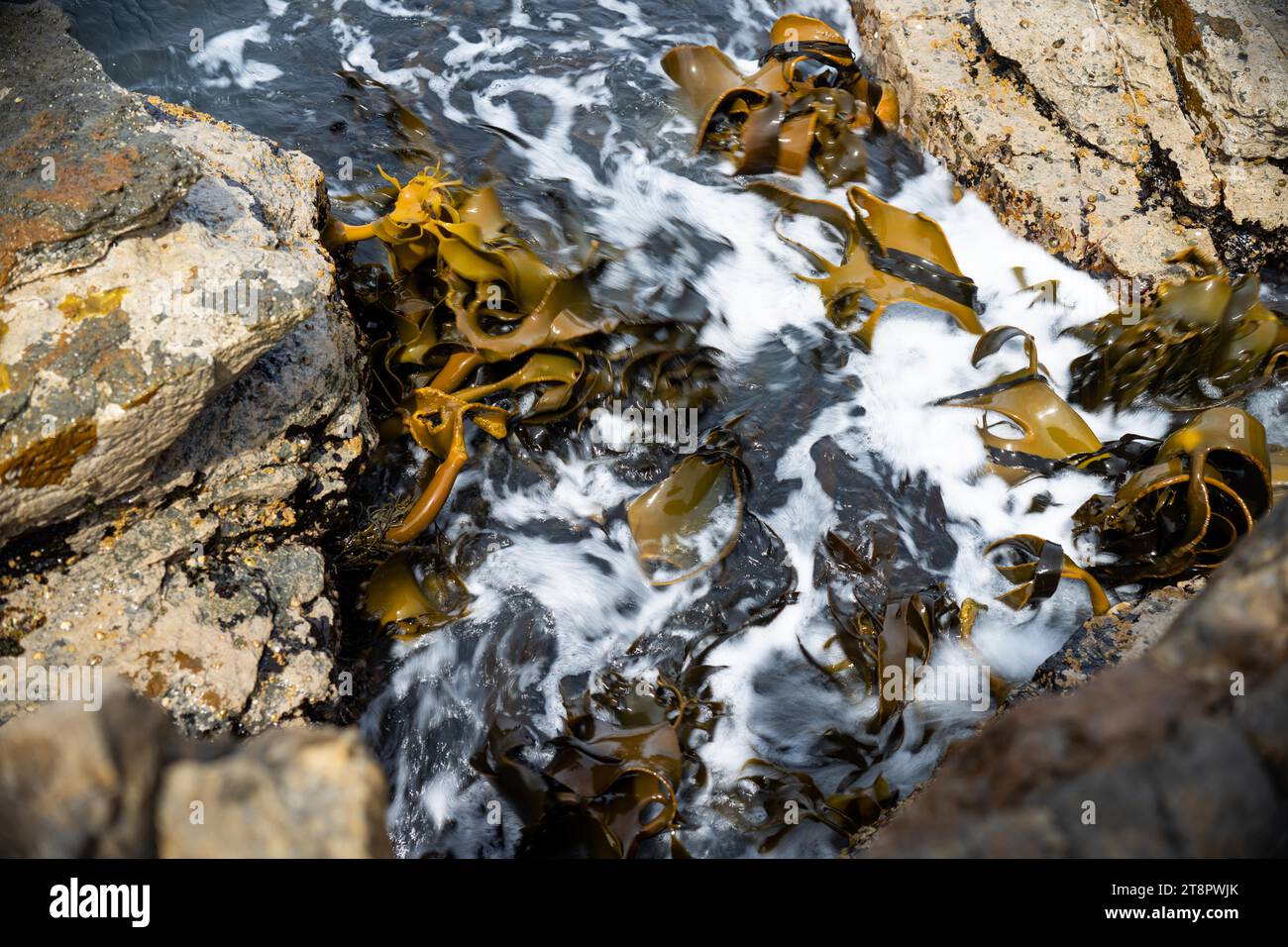 Bull kelp seaweed growing on rocks. Edible sea weed ready to harvest in ...