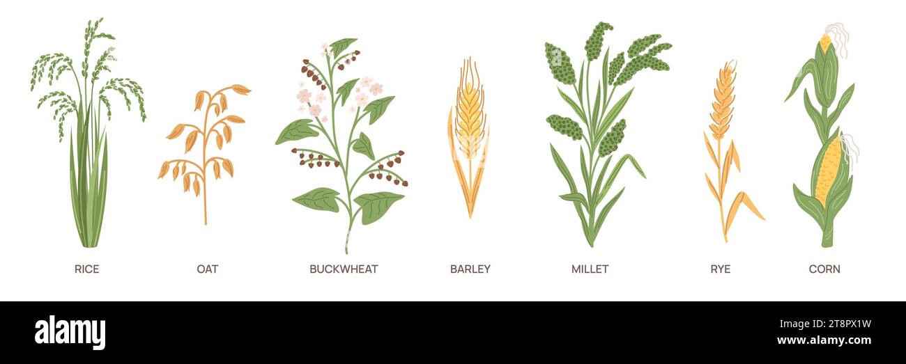 Cartoon grain crops. Different cereal grasses. Agricultural plants ...