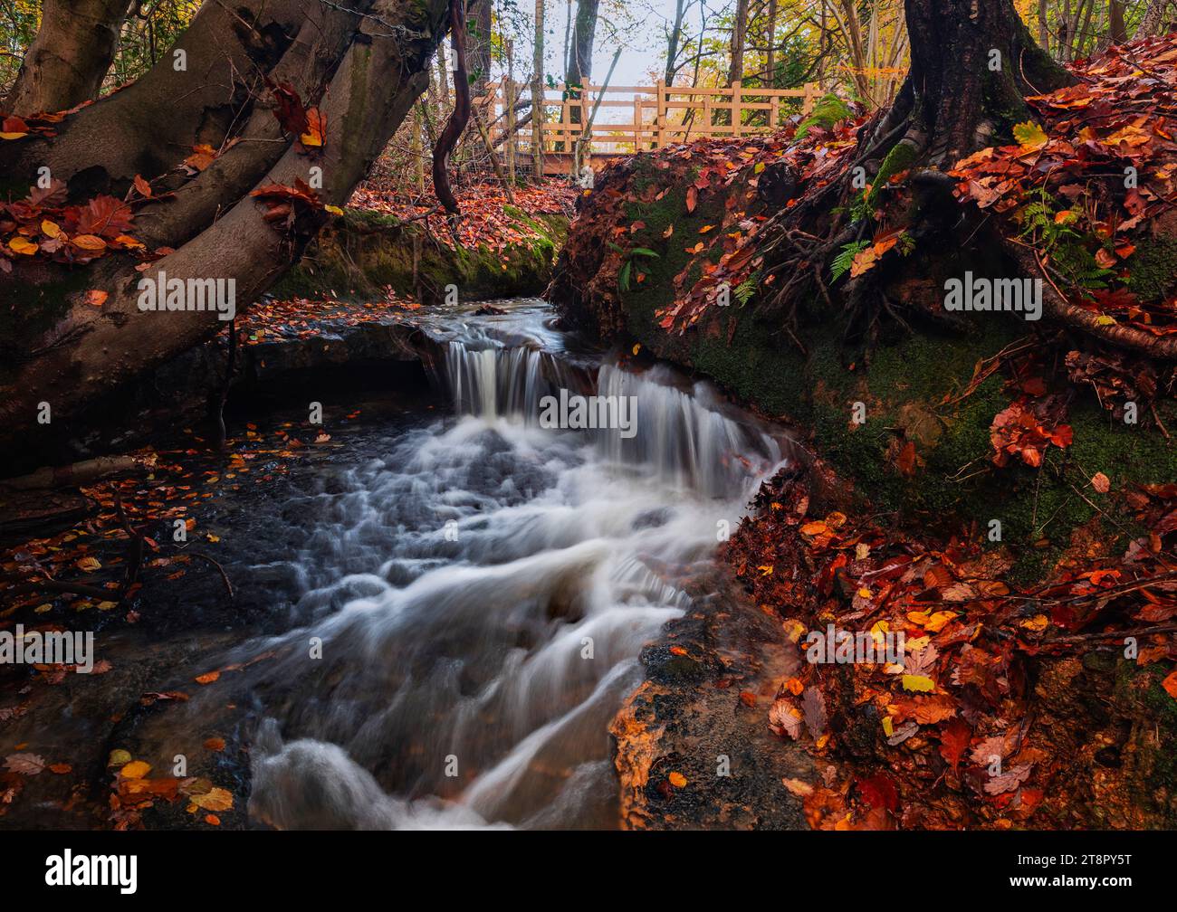 Meandering streams and small waterfalls through autumn woodland on the ...