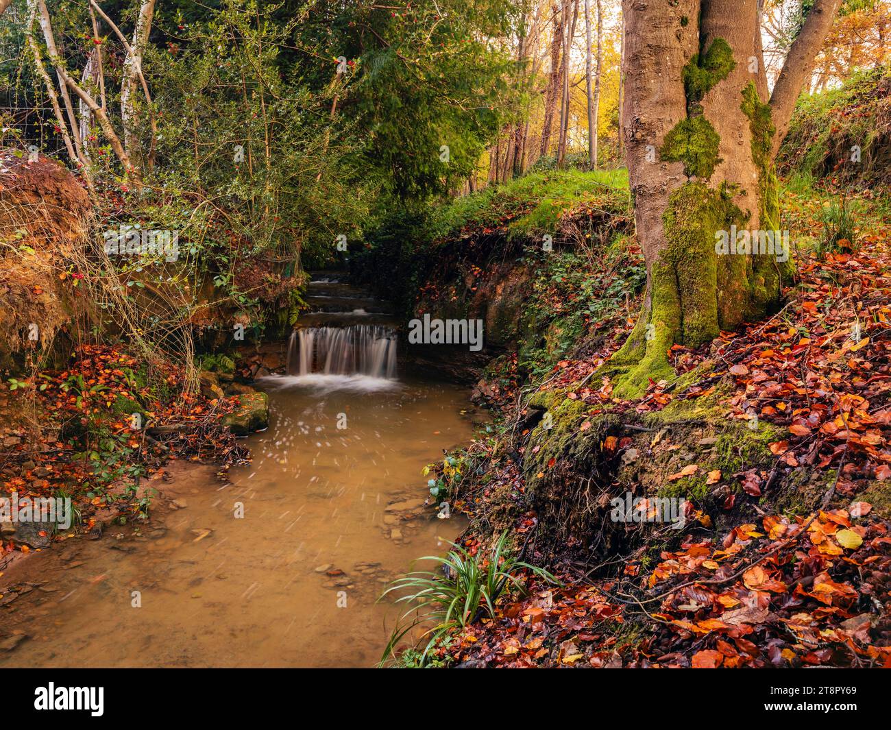 Meandering streams and small waterfalls through autumn woodland on the ...