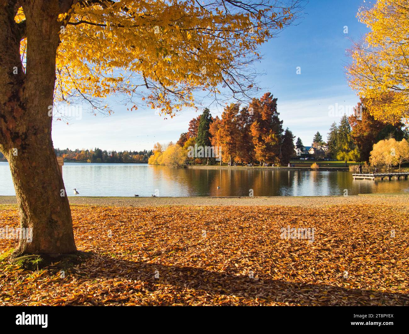 Landscape of tree in front of calm lake on sunny fall day in city park with beautiful autumn ...