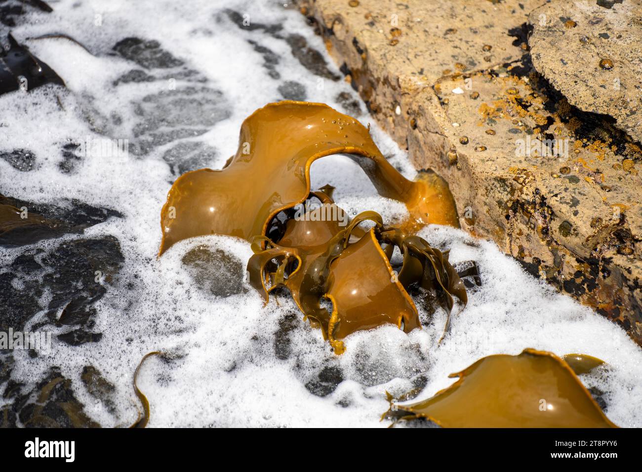 seaweed growing on the rocks in the ocean in australia in the waves ...