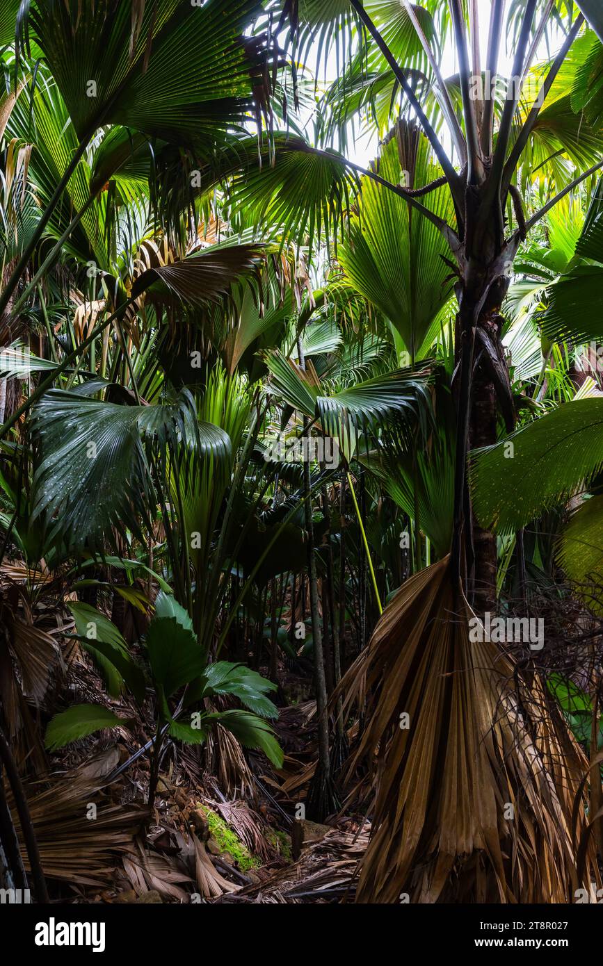 Palm forest of Vallee de Mai, Praslin island, Seychelles. Vertical ...