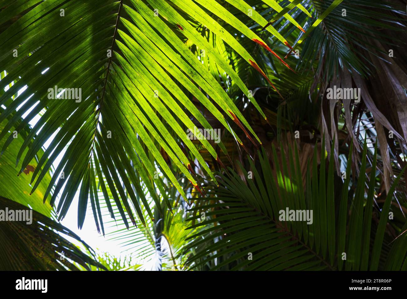 Natural tropic background photo with green palm trees leaves in a ...