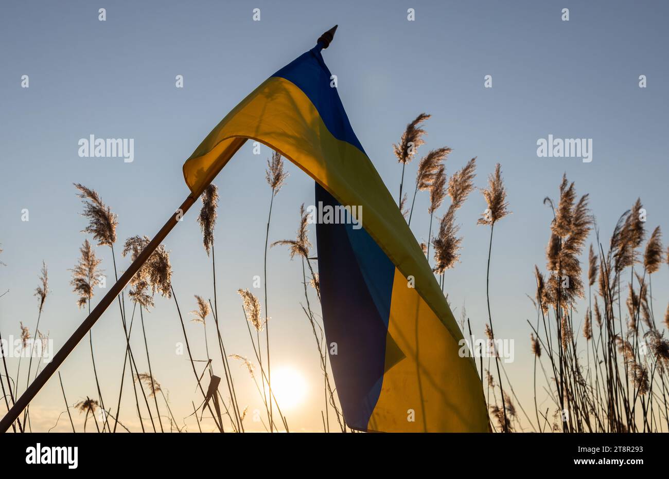 dry panicles, setting sun and yellow - blue Ukrainian flag. Sunset time ...