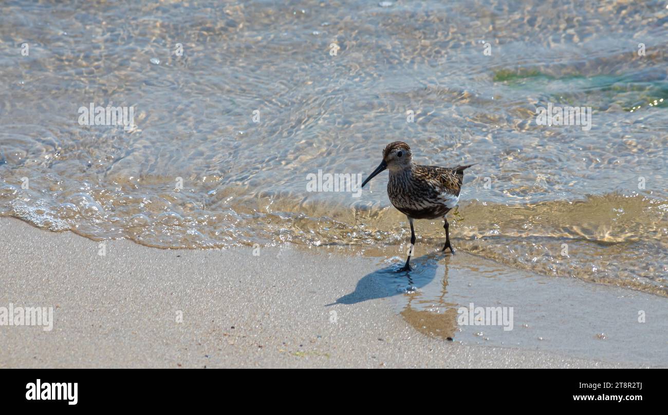A Dunlin is walking on the beach. Also known as a Red-backed Sandpiper ...