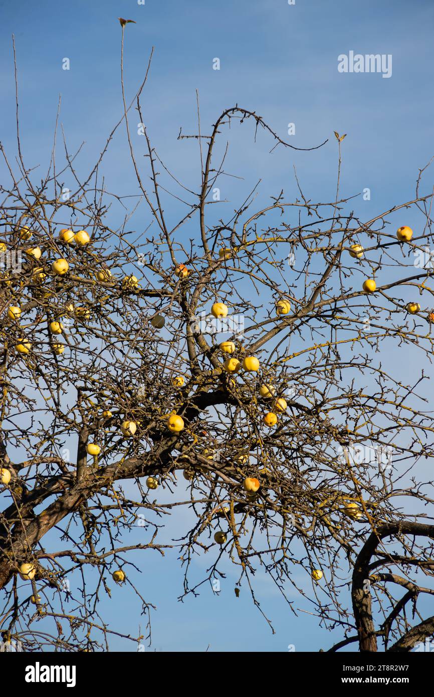organic yellow apples on an old tree. on a background of blue sky with ...